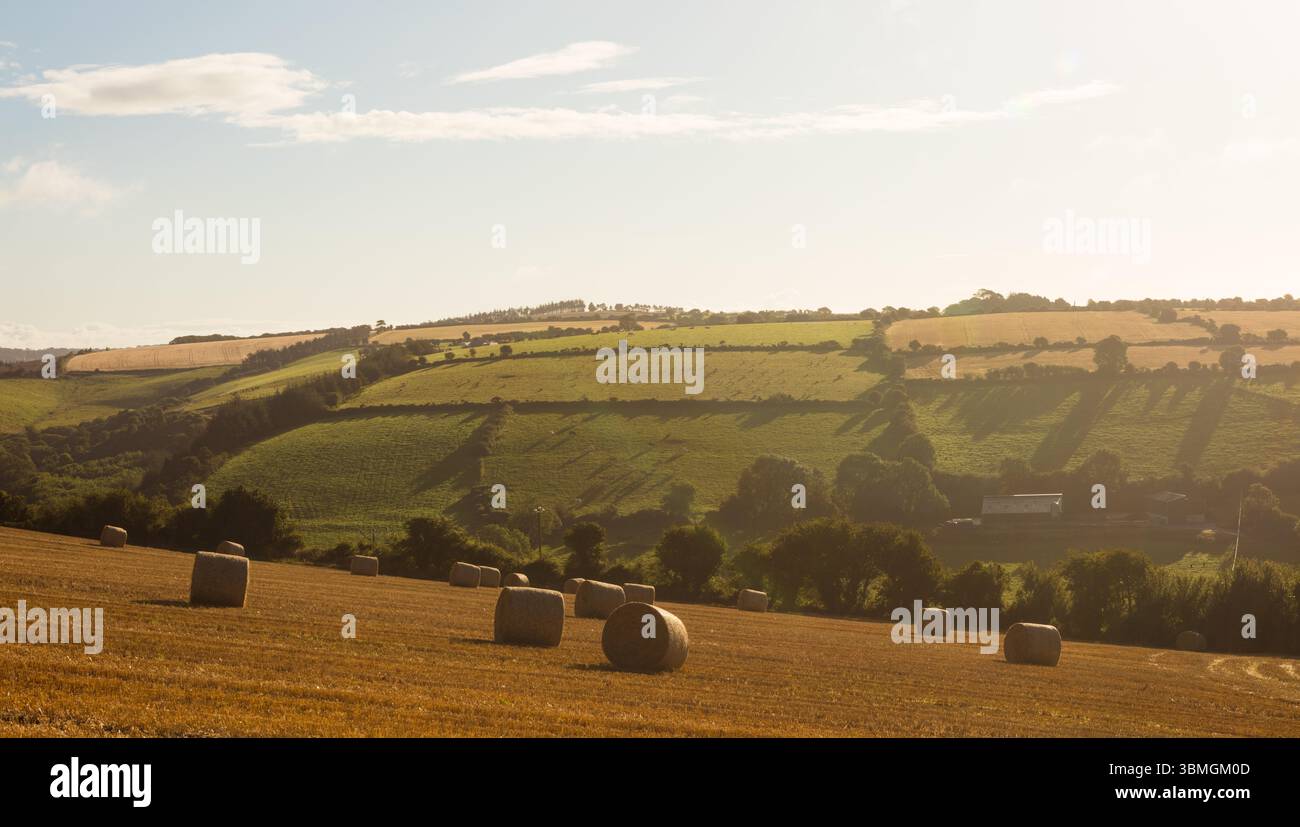 Multiple cylindrical hay bales are resting in flat design harvested ...