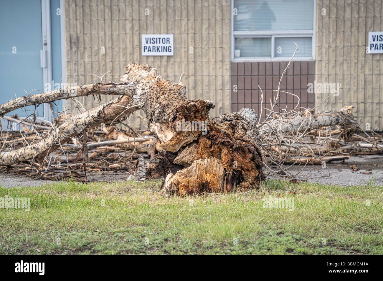 Tree blown over during storm in a car park Stock Photo - Alamy