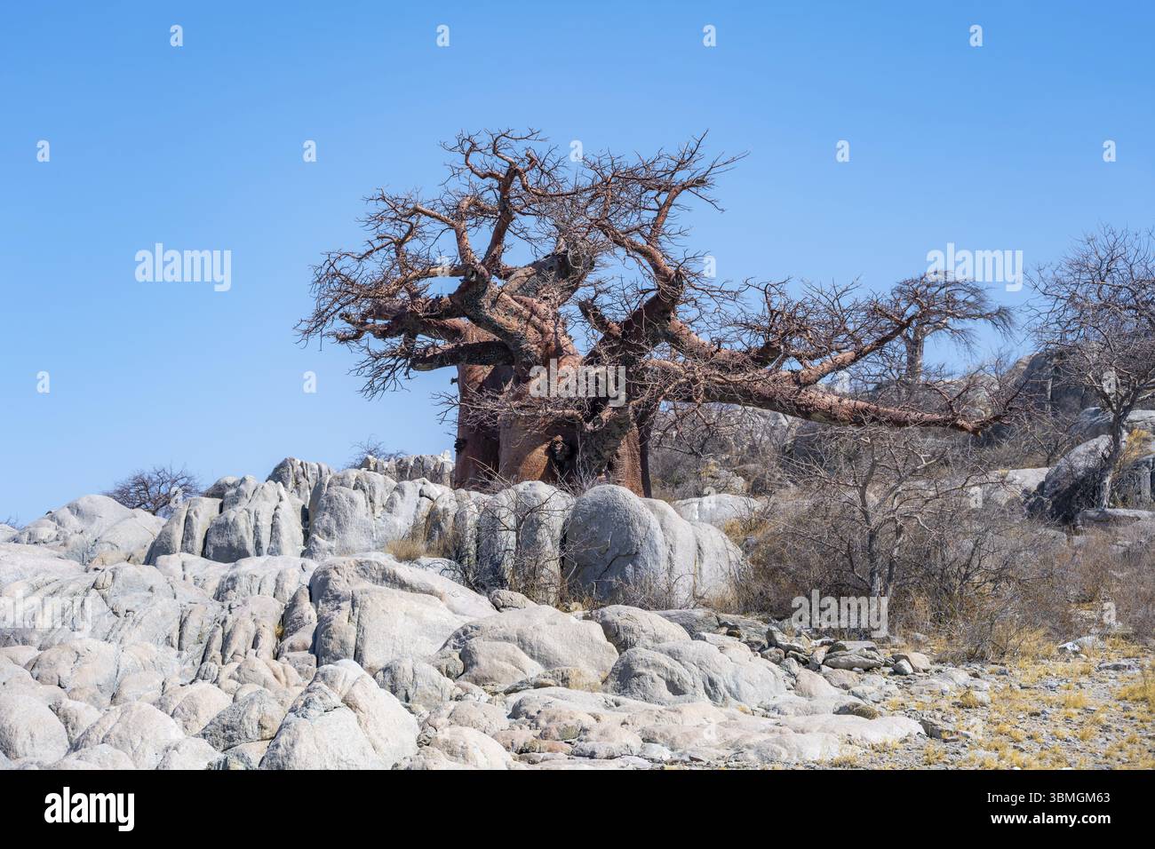 African baobab or baobab tree (Adansonia digitata), between round rocks ...
