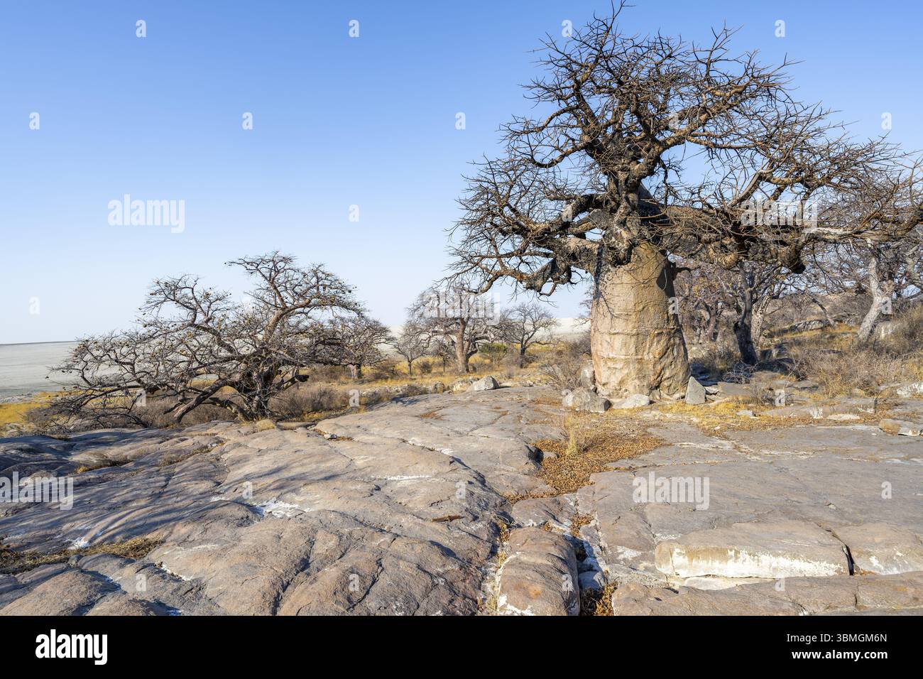 African baobab or baobab tree (Adansonia digitata), several trees, Kubu ...