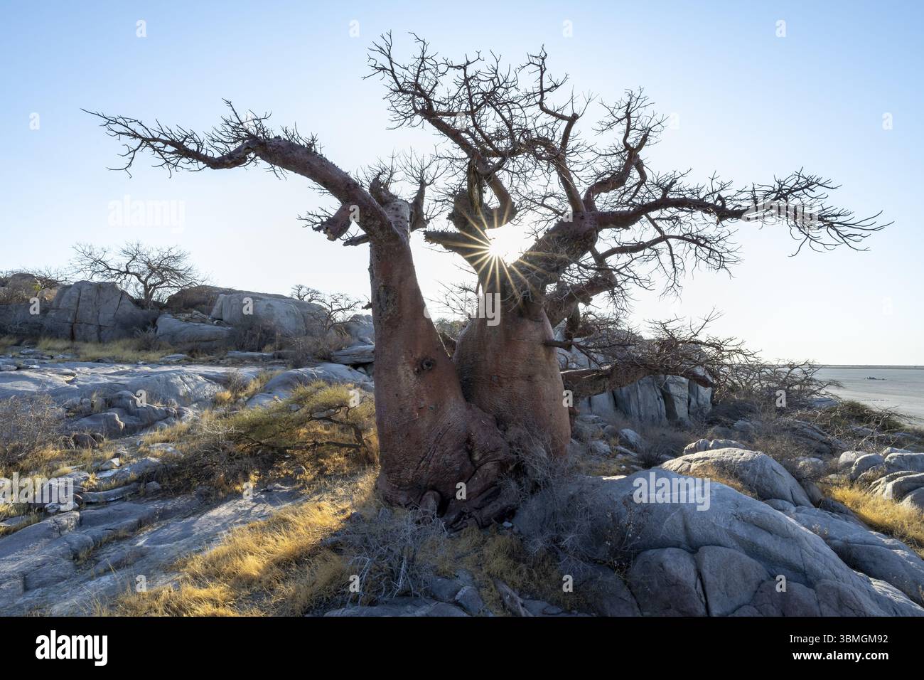 African baobab or baobab tree (Adansonia digitata), sun star, Kubu ...