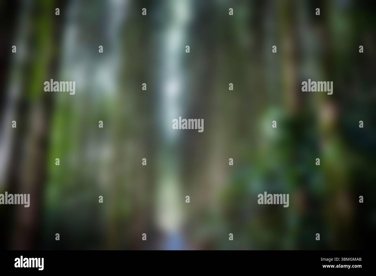 Blurry forest on sunny hi-res stock photography and images - Alamy
