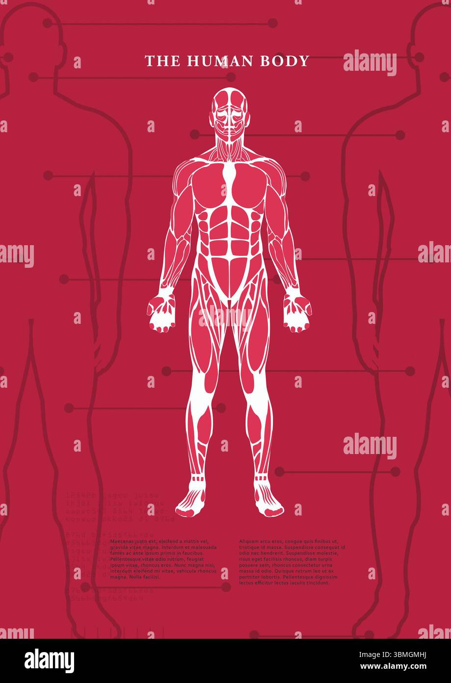 Illustration of human body Stock Photo - Alamy