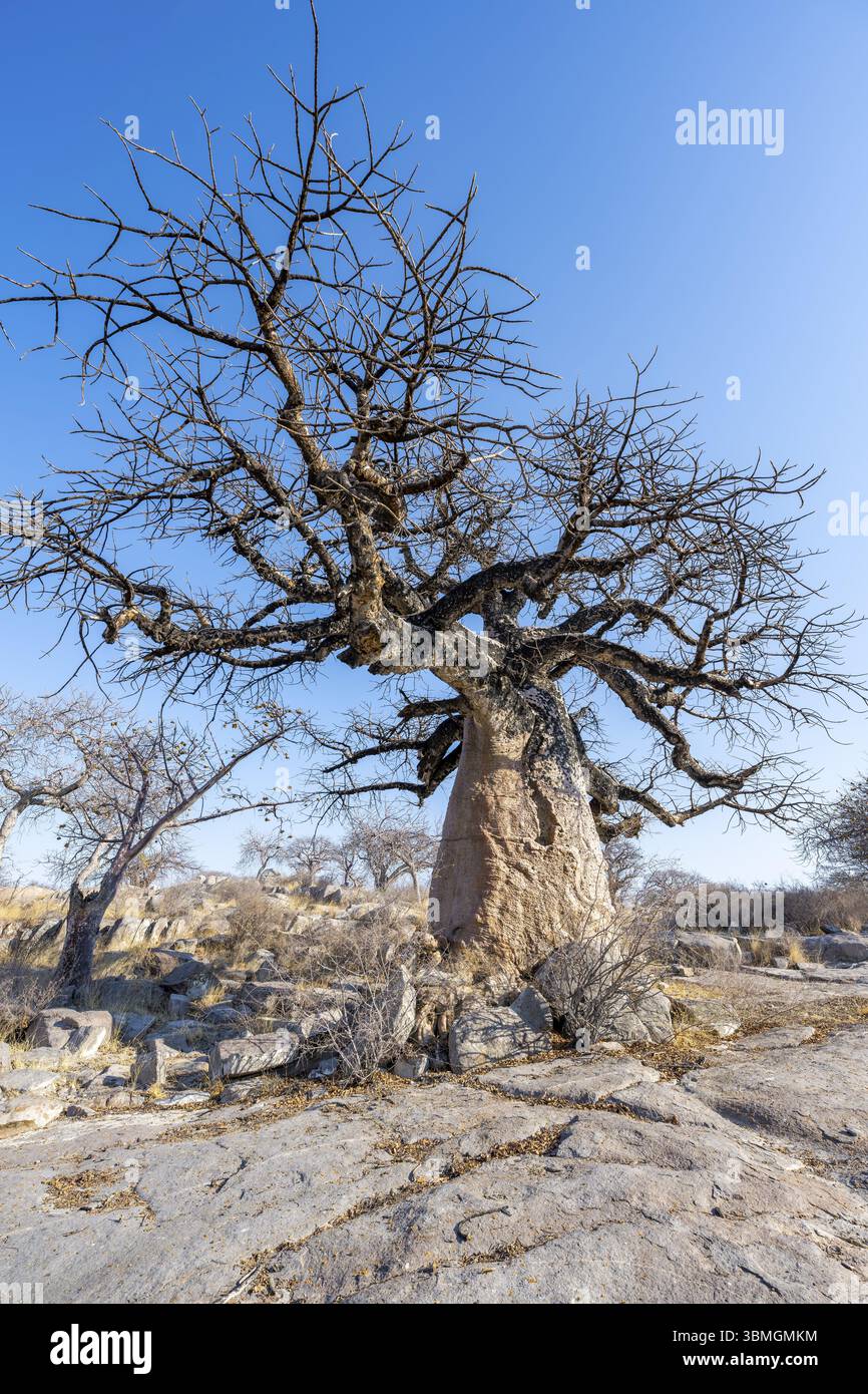 African baobab or baobab tree (Adansonia digitata), between round rocks ...