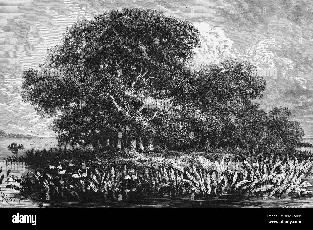 In amazon rainforest south Black and White Stock Photos & Images - Alamy