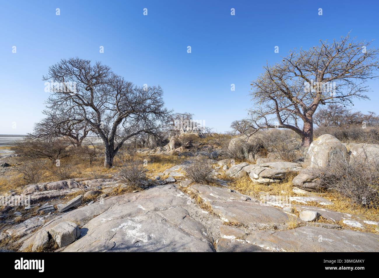 African baobab or baobab tree (Adansonia digitata), several trees, Kubu ...