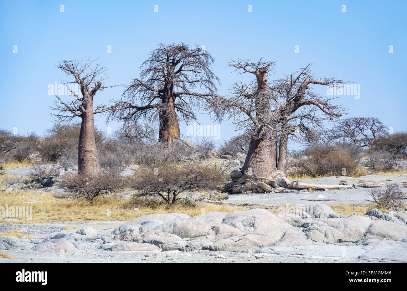 African baobab or baobab tree (Adansonia digitata), several trees, Kubu ...