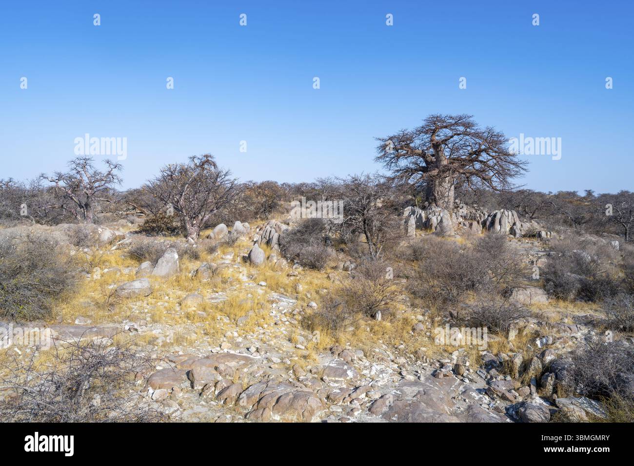African baobab or baobab tree (Adansonia digitata), several trees on ...