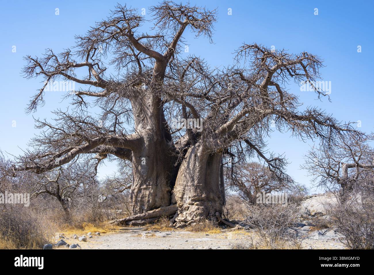 African baobab or baobab tree (Adansonia digitata), Kubu Island (Lekubu), Sowa Pan, Makgadikgadi ...