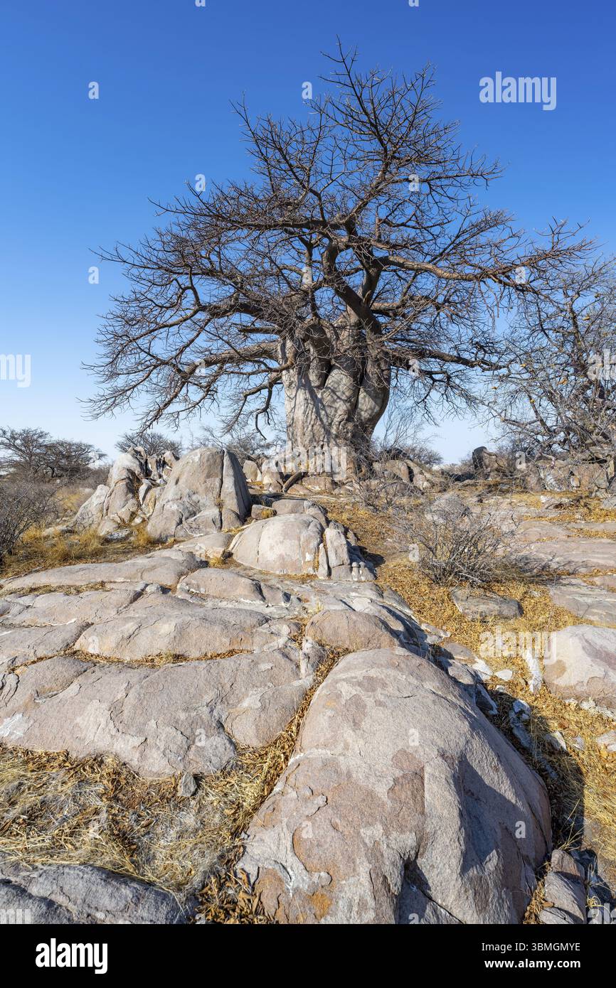 African baobab or baobab tree (Adansonia digitata), between round rocks ...