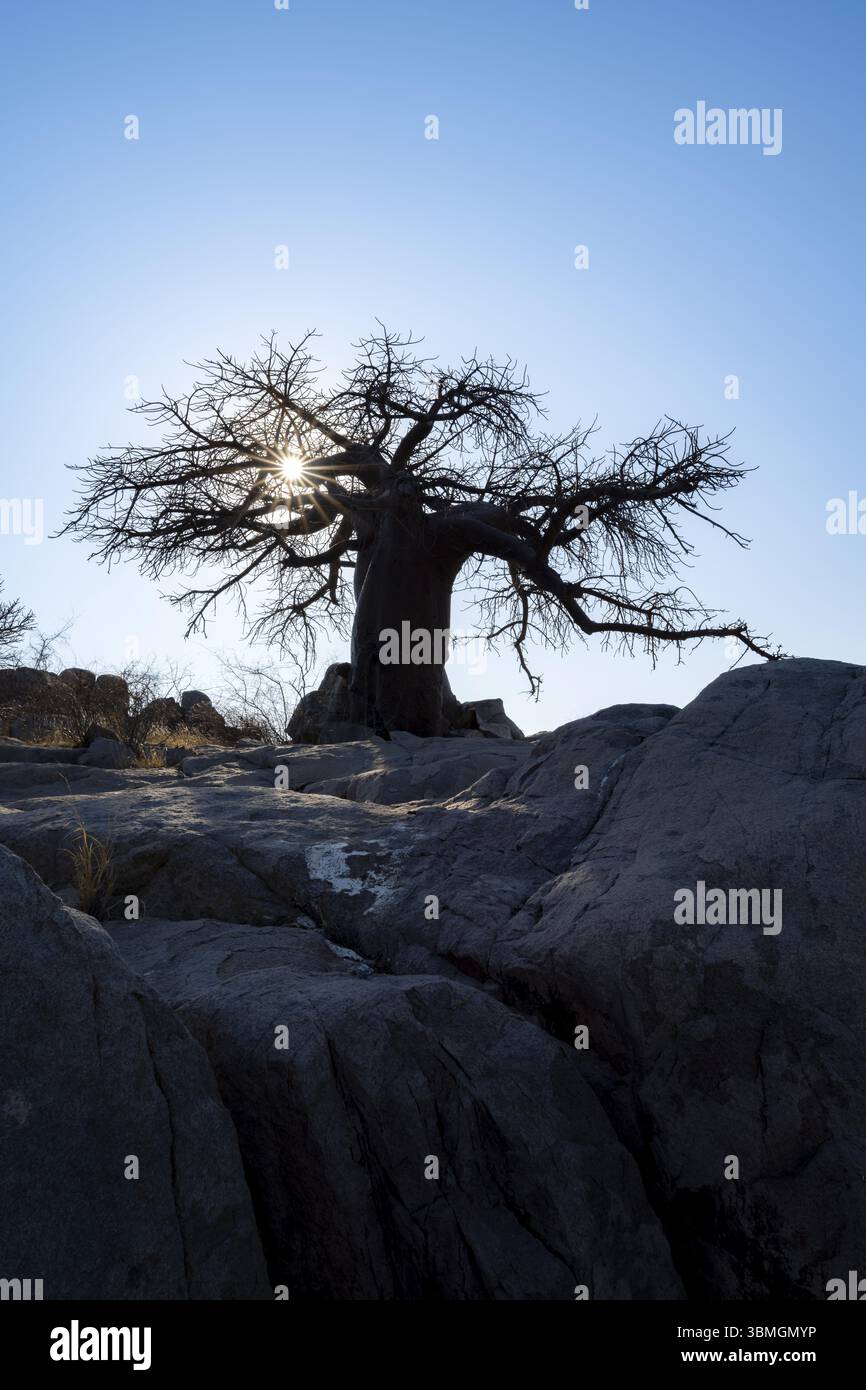 African baobab or baobab tree (Adansonia digitata), large tree backlit ...
