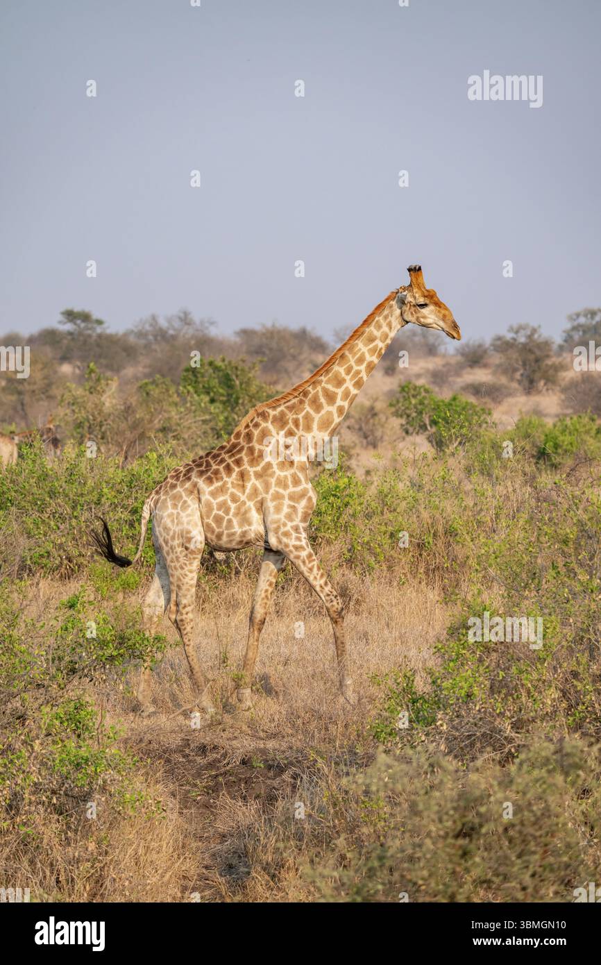 Cape giraffe (Giraffa giraffa giraffa) in the savannah in the evening ...