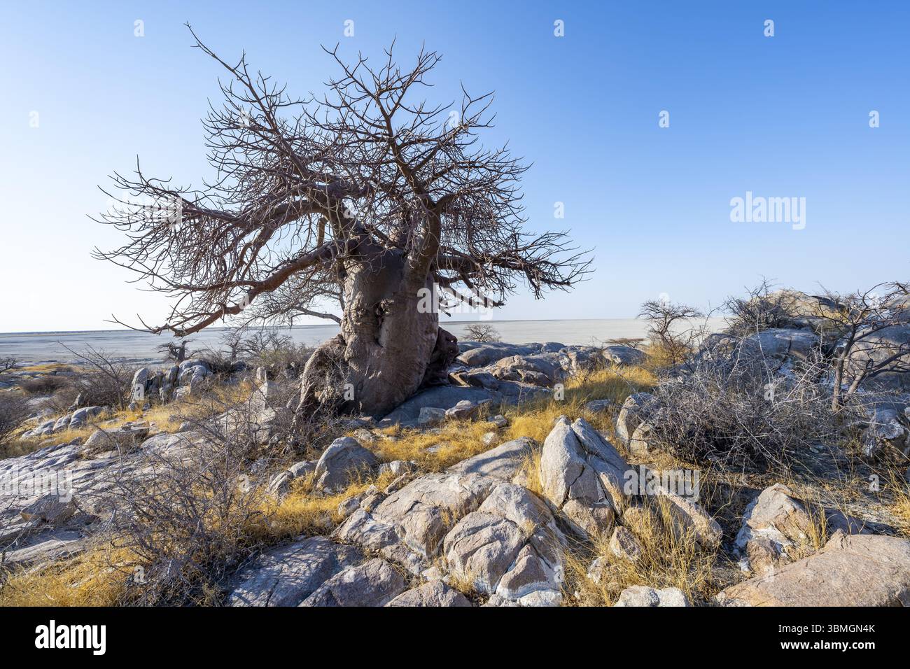 African baobab or baobab tree (Adansonia digitata), overlooking the ...