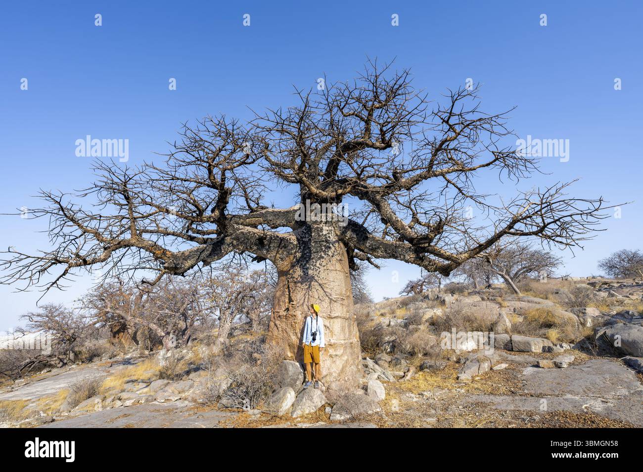 Tourist standing in front of a large baobab, African baobab or baobab ...
