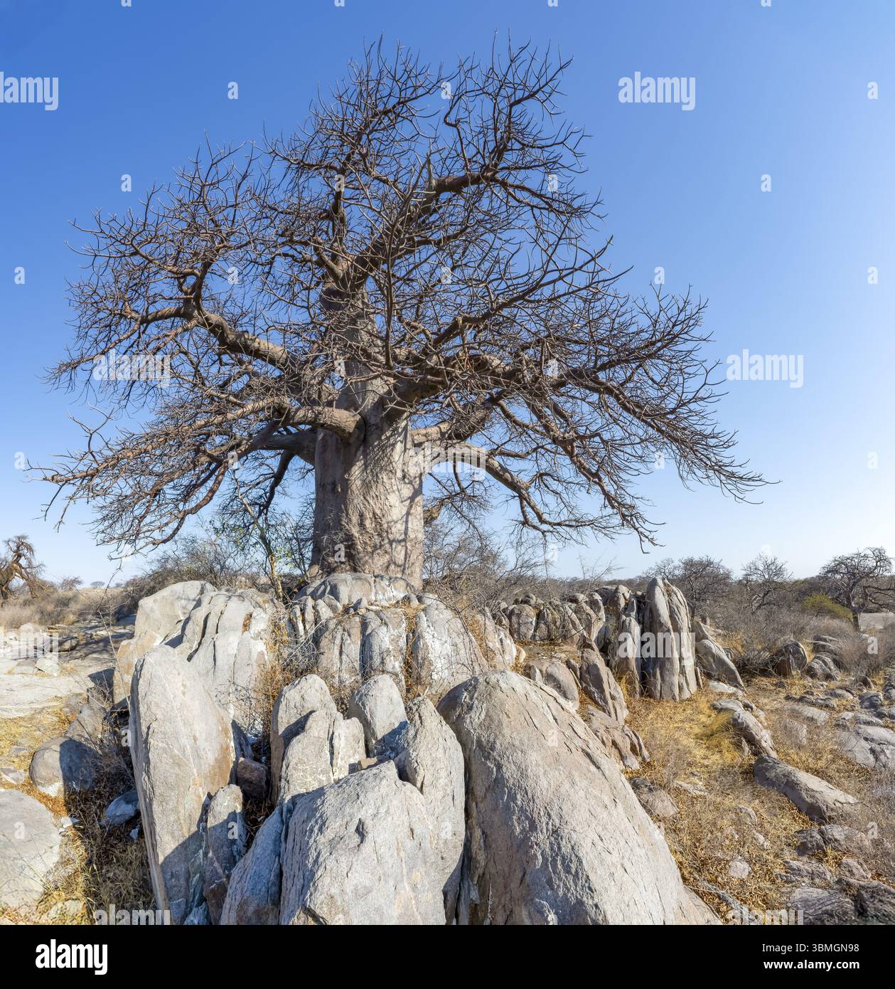 African baobab or baobab tree (Adansonia digitata), between round rocks ...