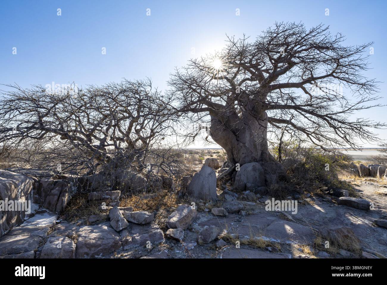 African baobab or baobab tree (Adansonia digitata), several trees with ...