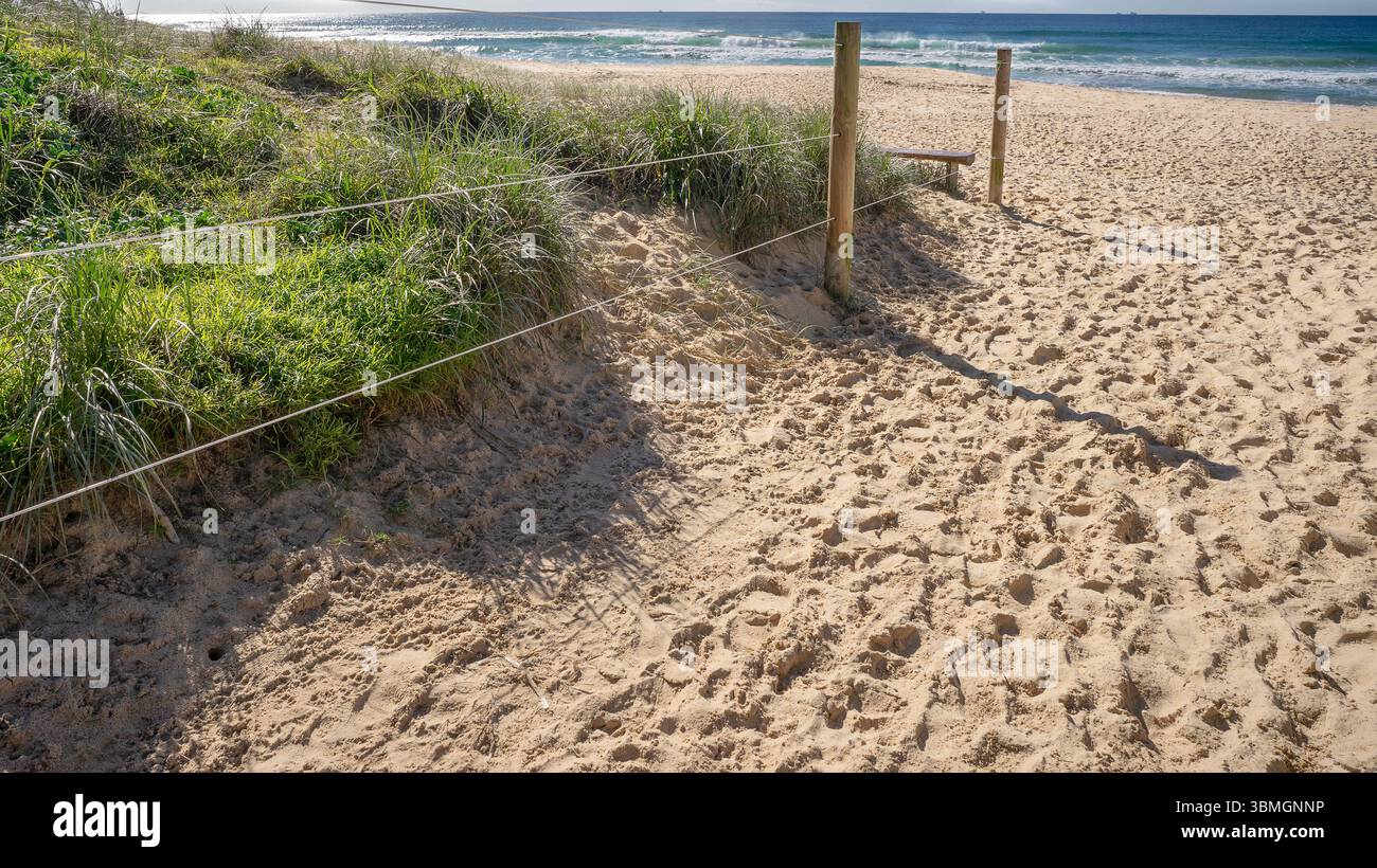 Sandy beach walkway to Buddina foreshore with grassy vegetation on sand ...