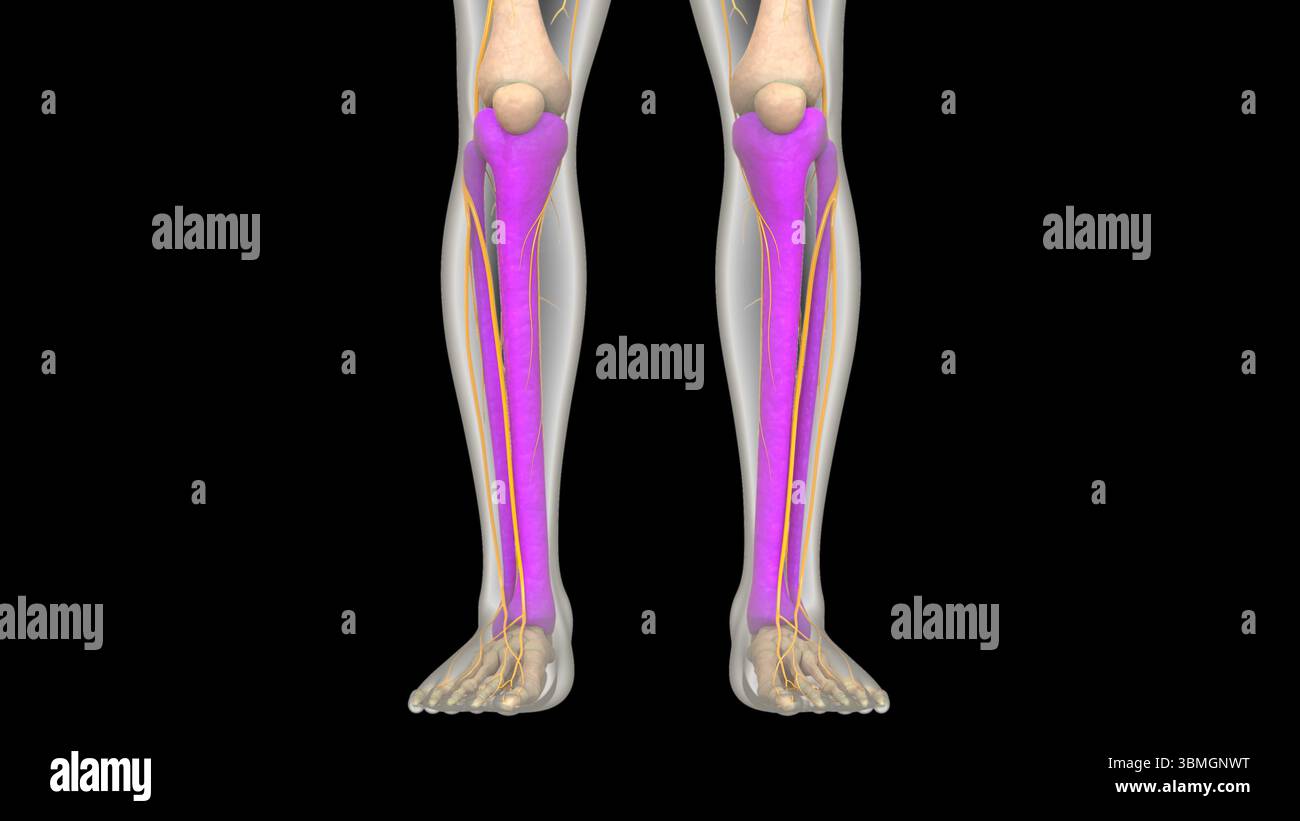 Human Skeleton System Tibia and Fibula Bone Joints Anatomy Stock Photo ...