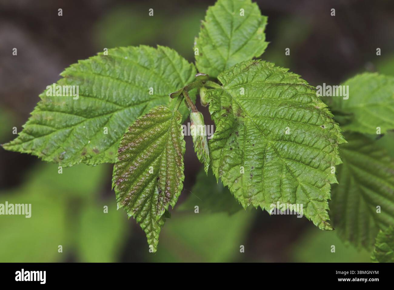 New leaves sprouting on a wild Hazelnut tree Stock Photo - Alamy