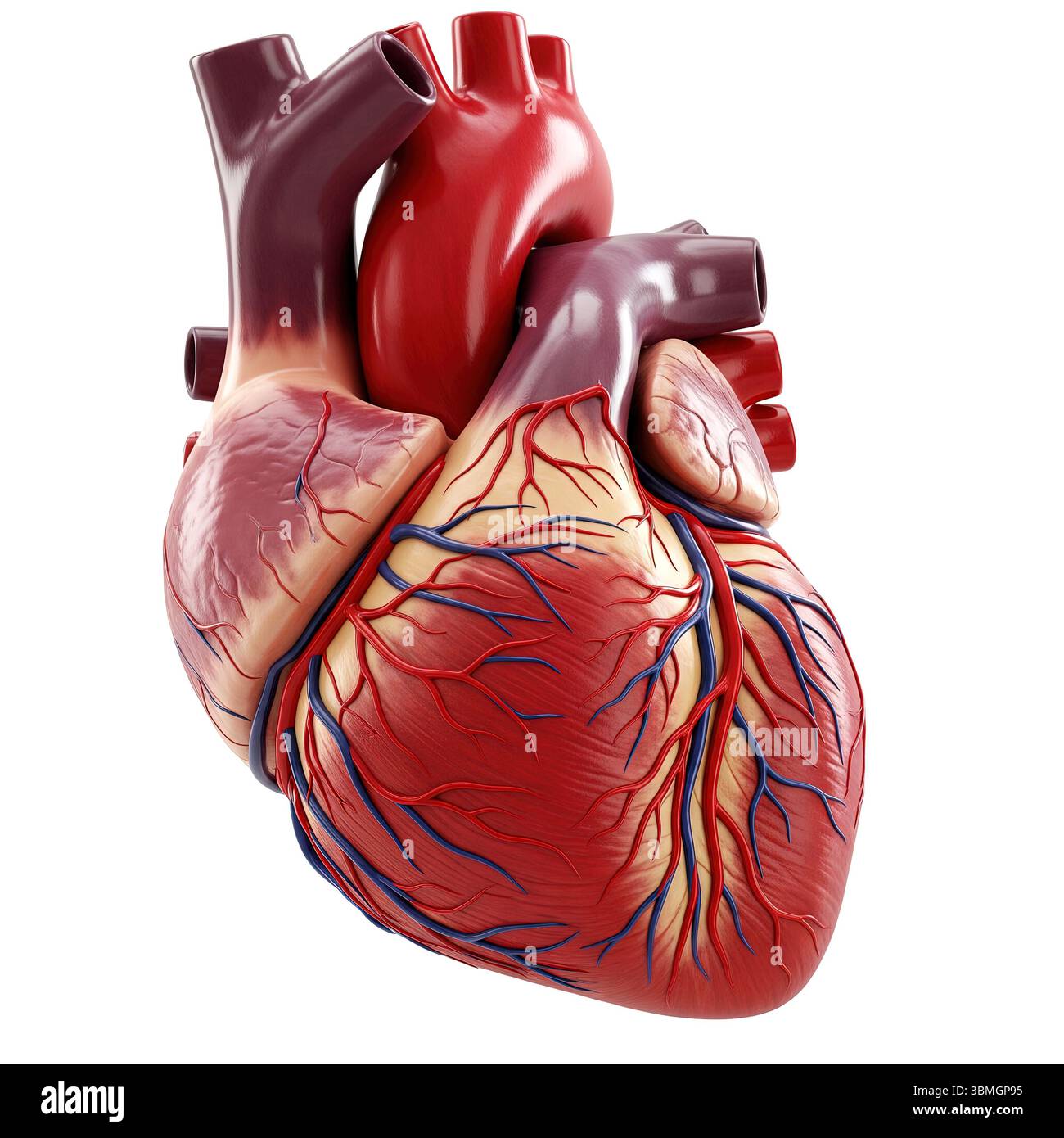 Human brain heart on Cut Out Stock Images & Pictures - Alamy