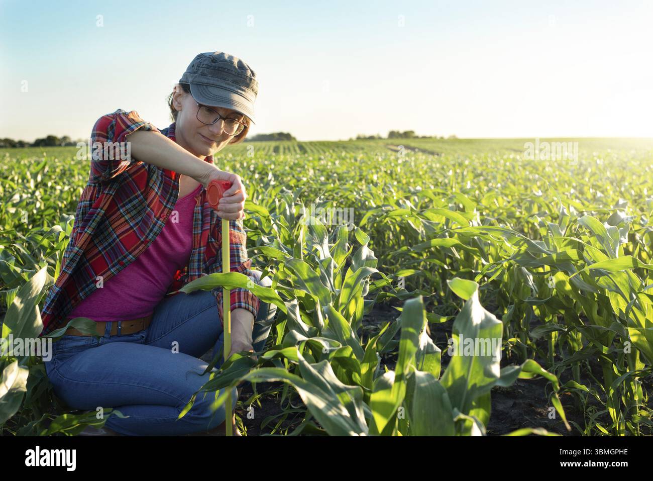 Middle age female caucasian maize farmer with tape measure kneeled for ...