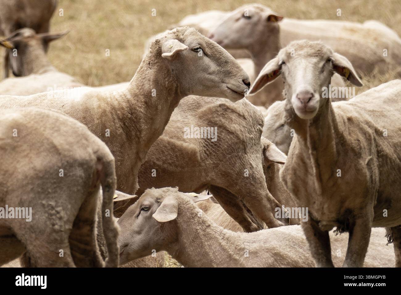 Sheep grazing peacefully in a sunlit pasture, enjoying the fresh air ...