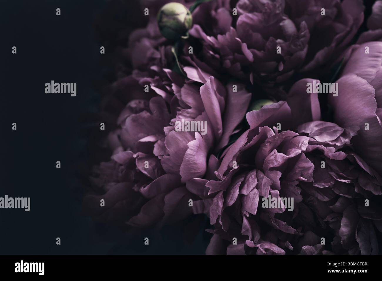Beautiful Violet peonies bouquet on black. Floral background. Natural ...