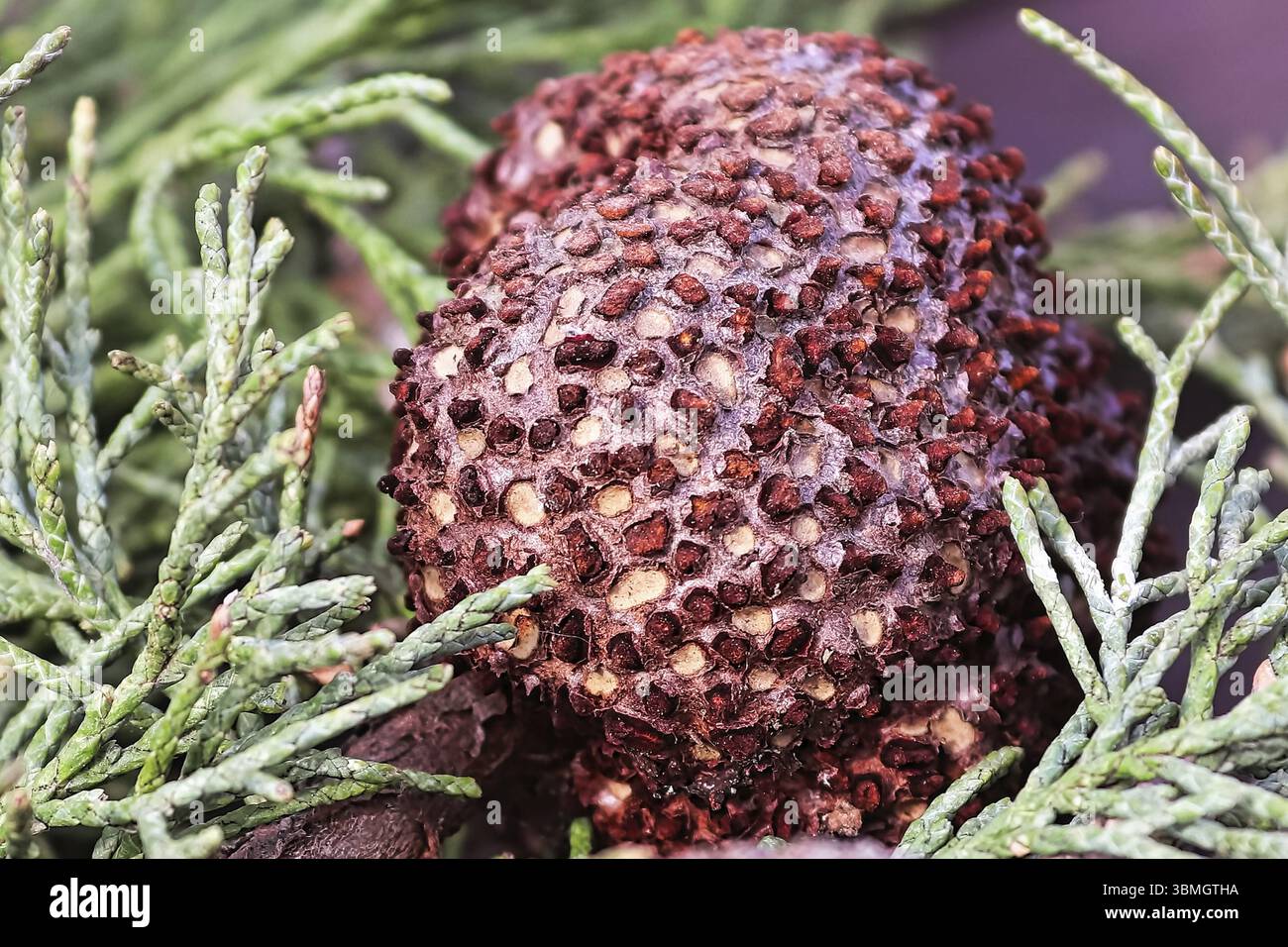 A gall of Juniper Hawthorn Rust on a branch of Juniper Stock Photo - Alamy