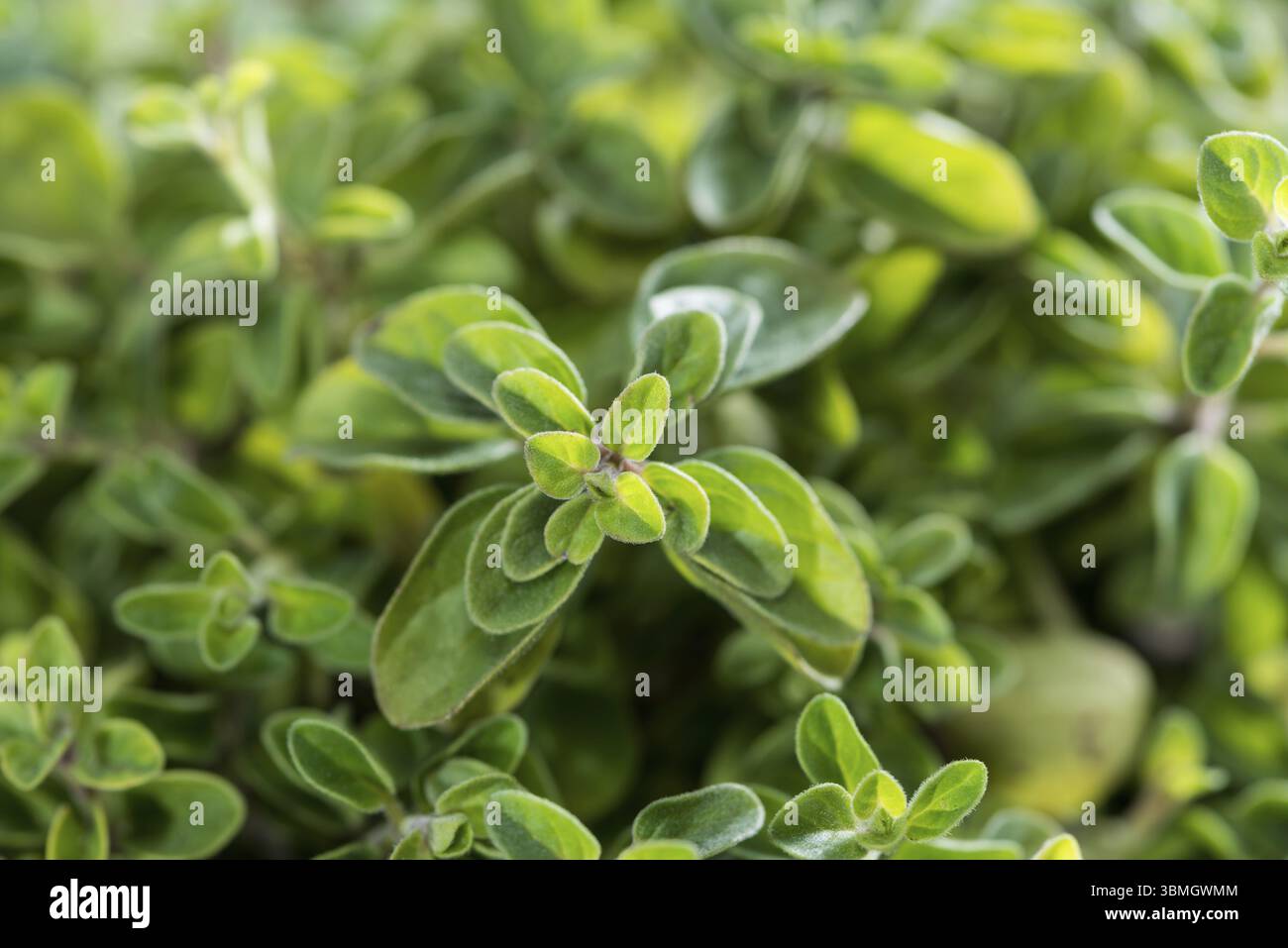 Small oregano plant detailed hi-res stock photography and images - Alamy