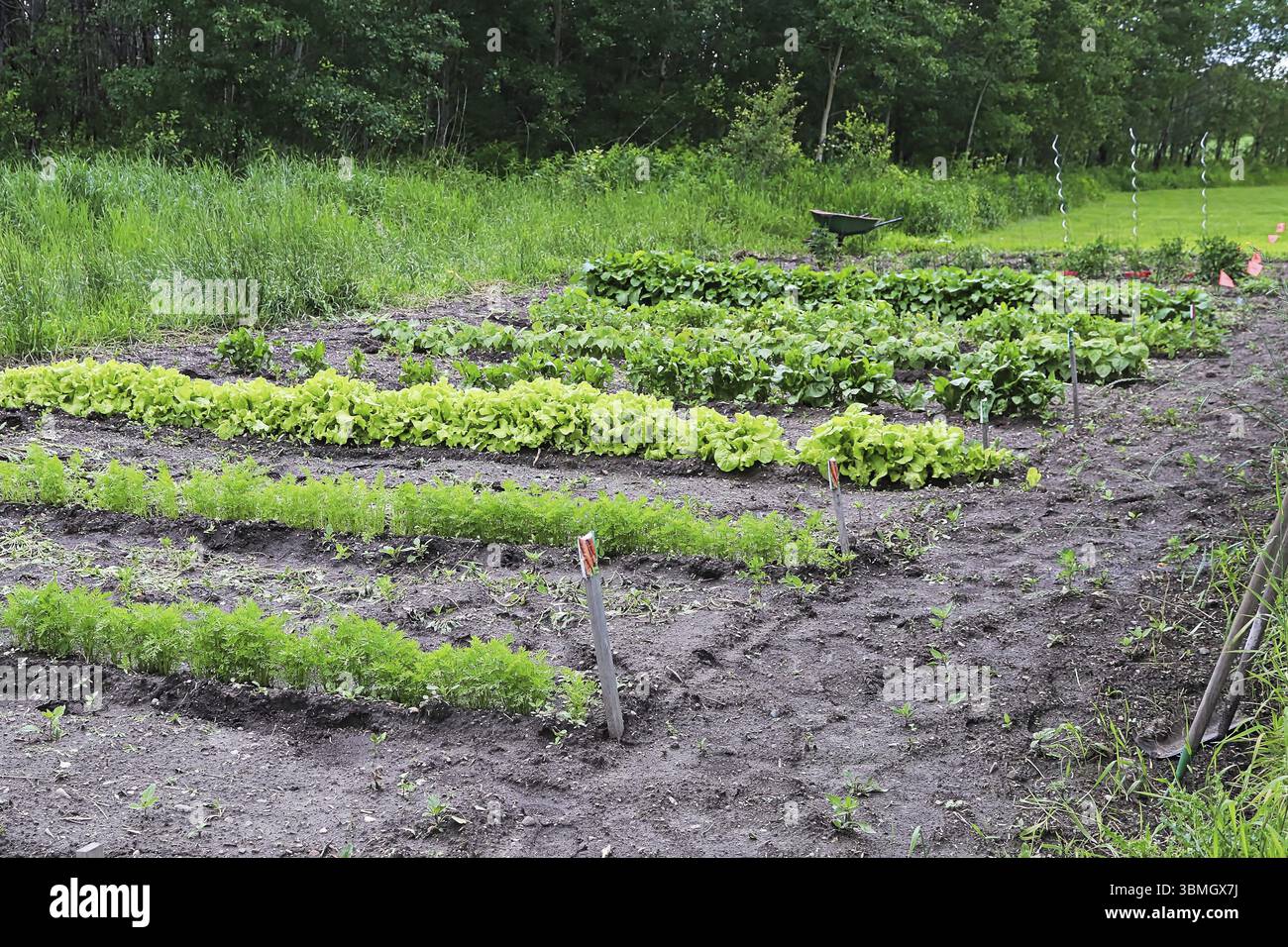 Native canadian vegetable hi-res stock photography and images - Alamy