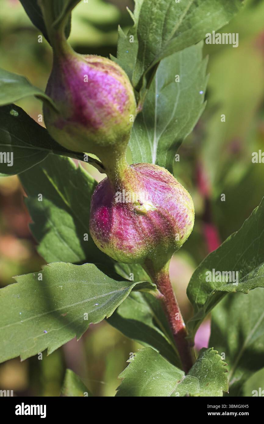 Macro of insect galls on a plant stem Stock Photo - Alamy