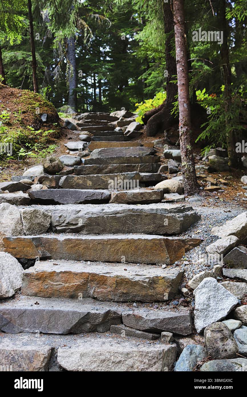 Vertical picture of stepping stone steps in a forest area Stock Photo ...