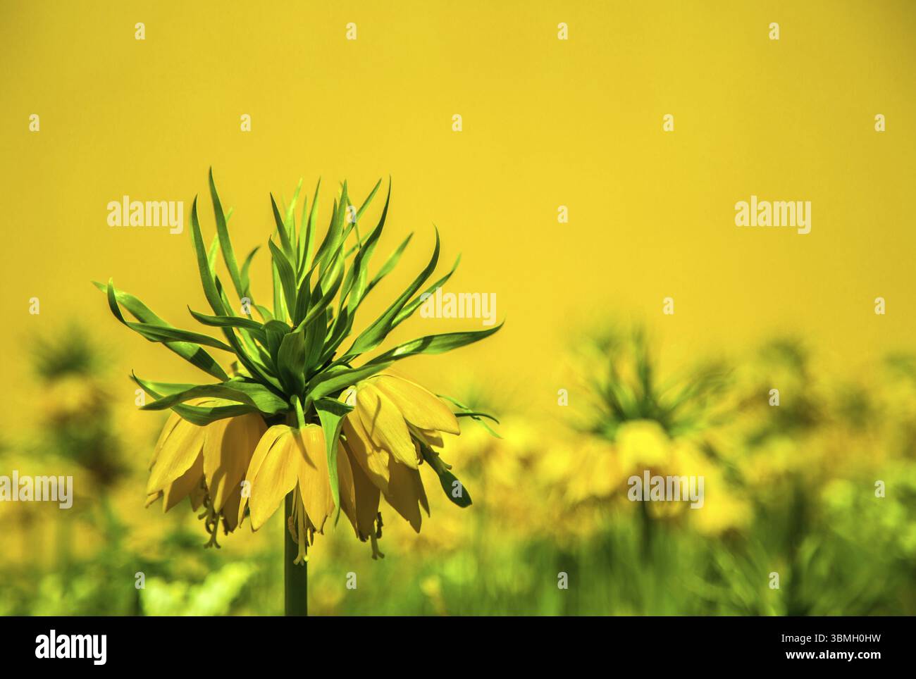 Crown imperial yellow flower on a yellow background bokeh. Detail of ...