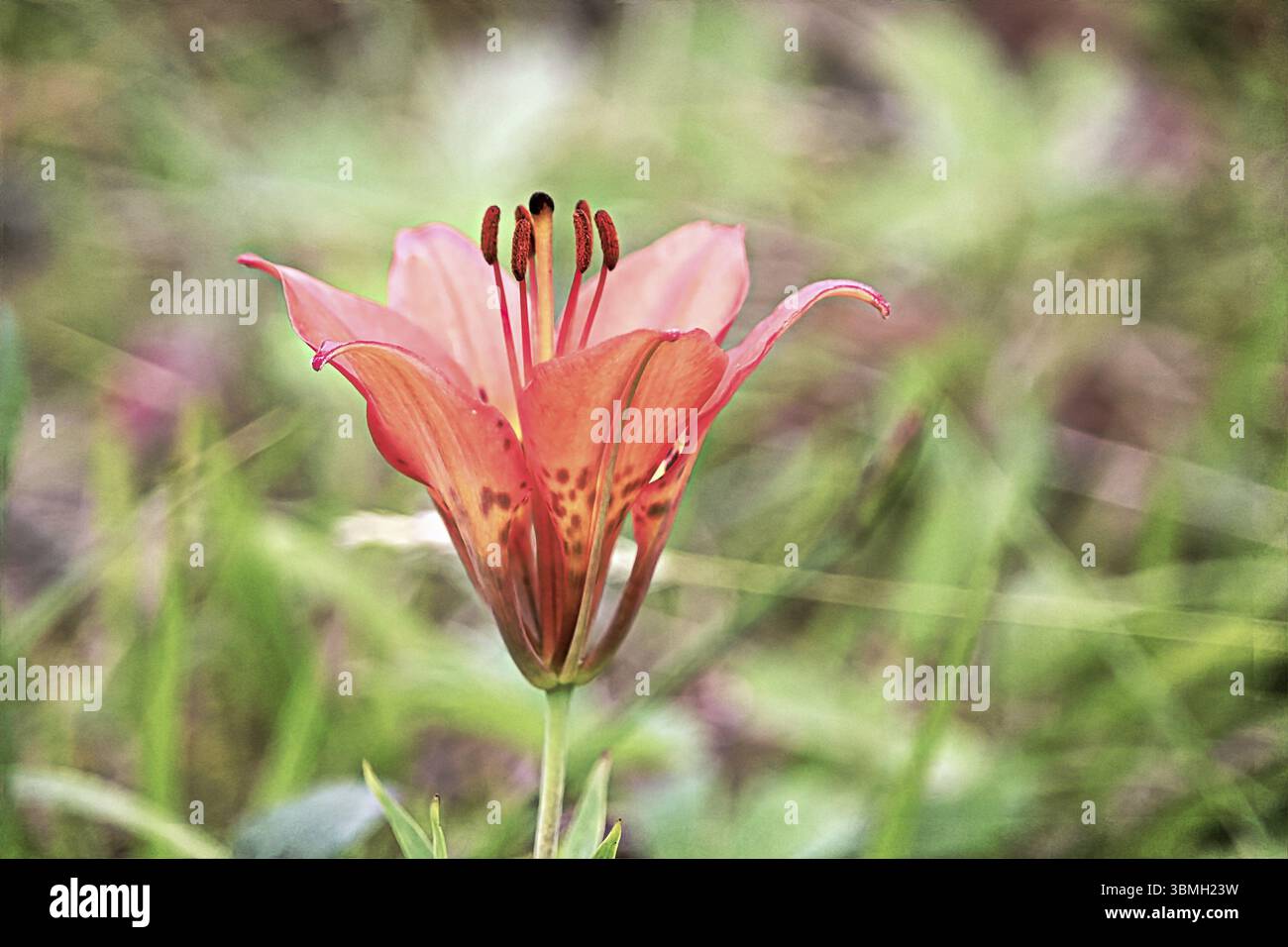 Wild lily flower close hi-res stock photography and images - Alamy