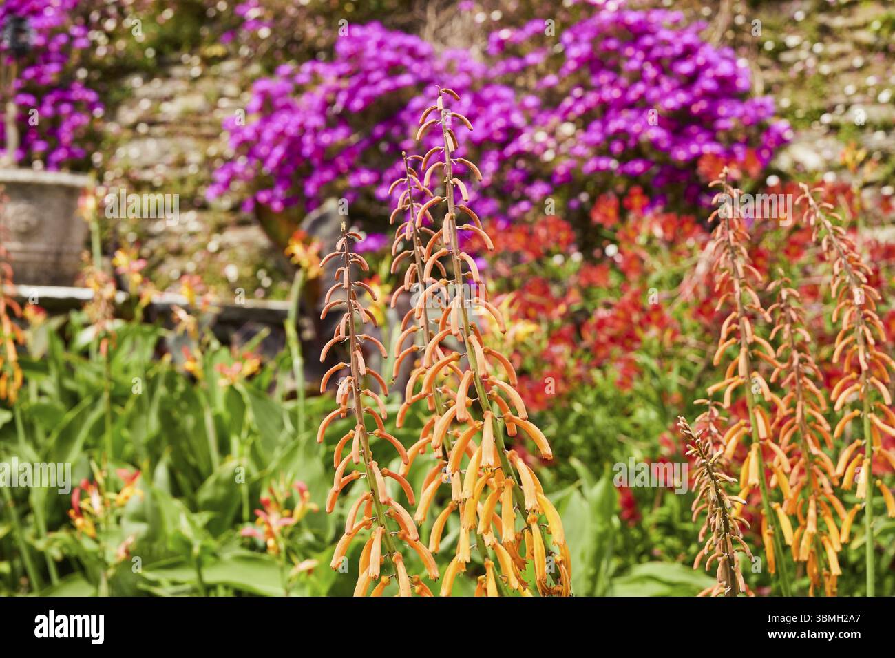 Tropical garden plants in bright orange flowers in front of a stone ...