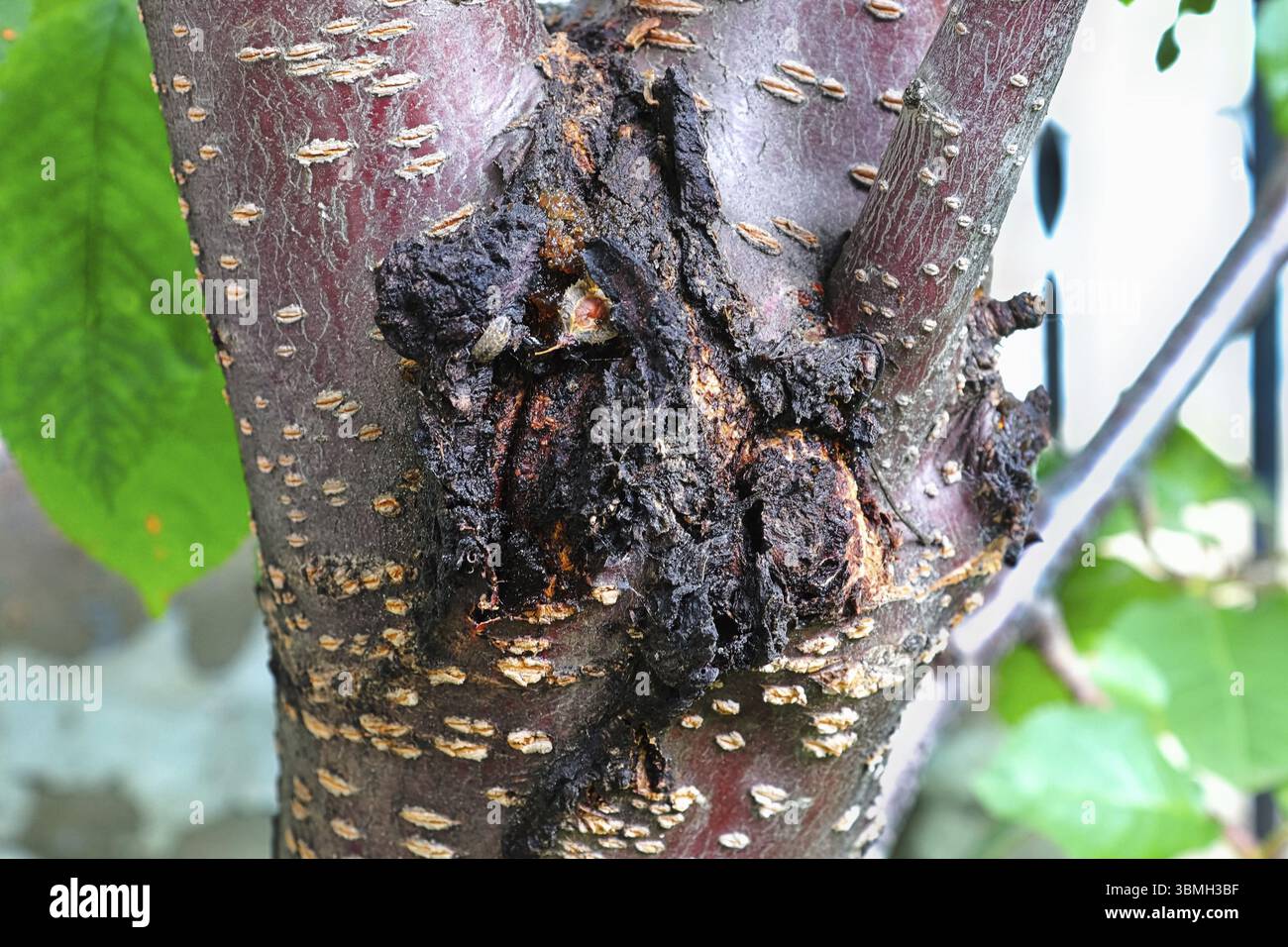 The festering bacterial canker wound on a cherry tree Stock Photo - Alamy