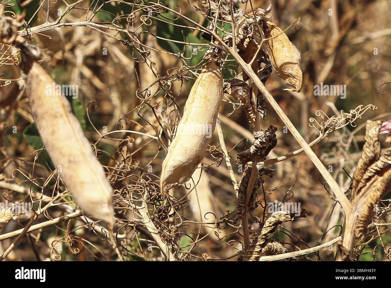 Pea pods growing hi-res stock photography and images - Alamy