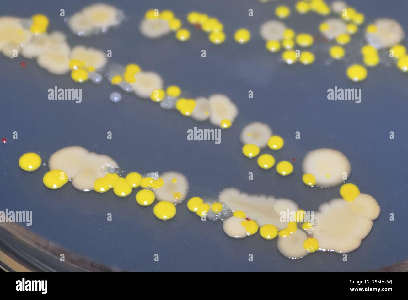 Macro view of bacteria and baker yeast colonies Stock Photo - Alamy