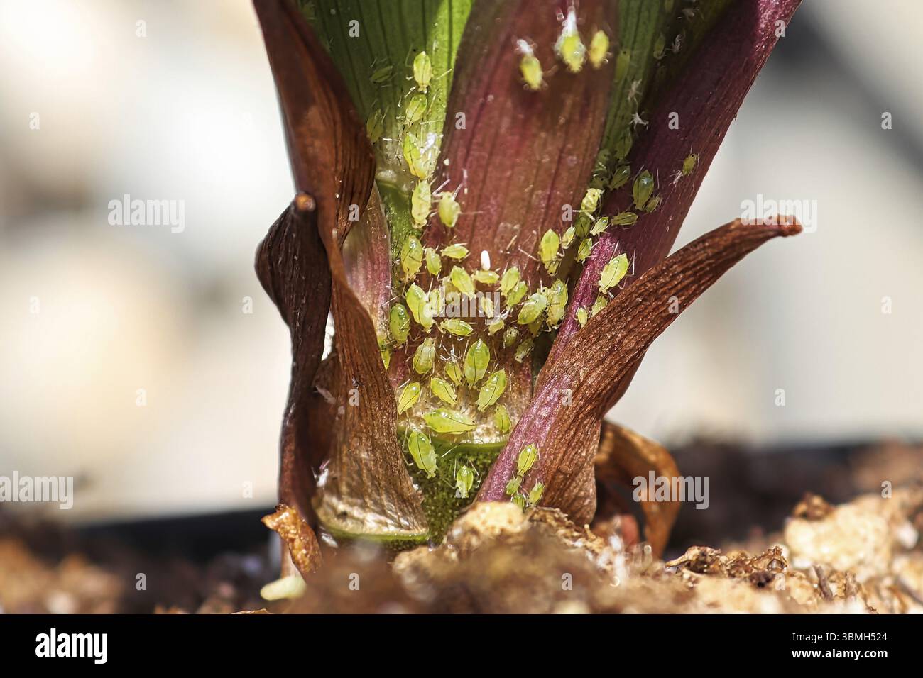 Macro view of green aphids on the base of a lilly plant Stock Photo - Alamy