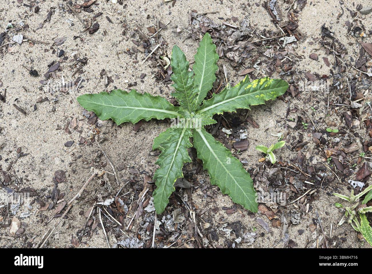 Wild thistle on sand hi-res stock photography and images - Alamy