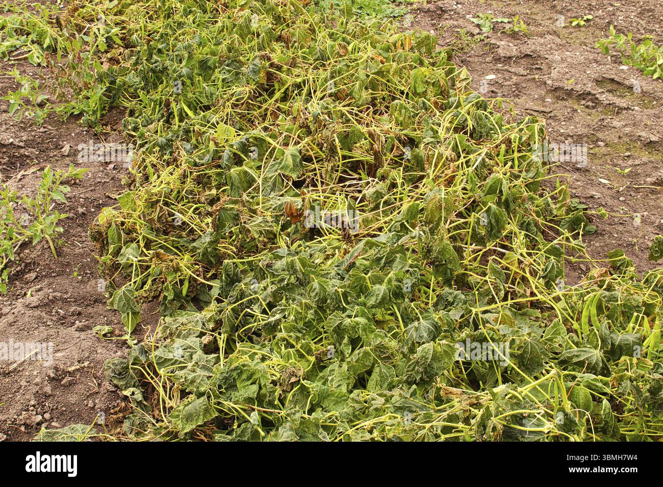 A row of frozen bean plants in the garden Stock Photo - Alamy