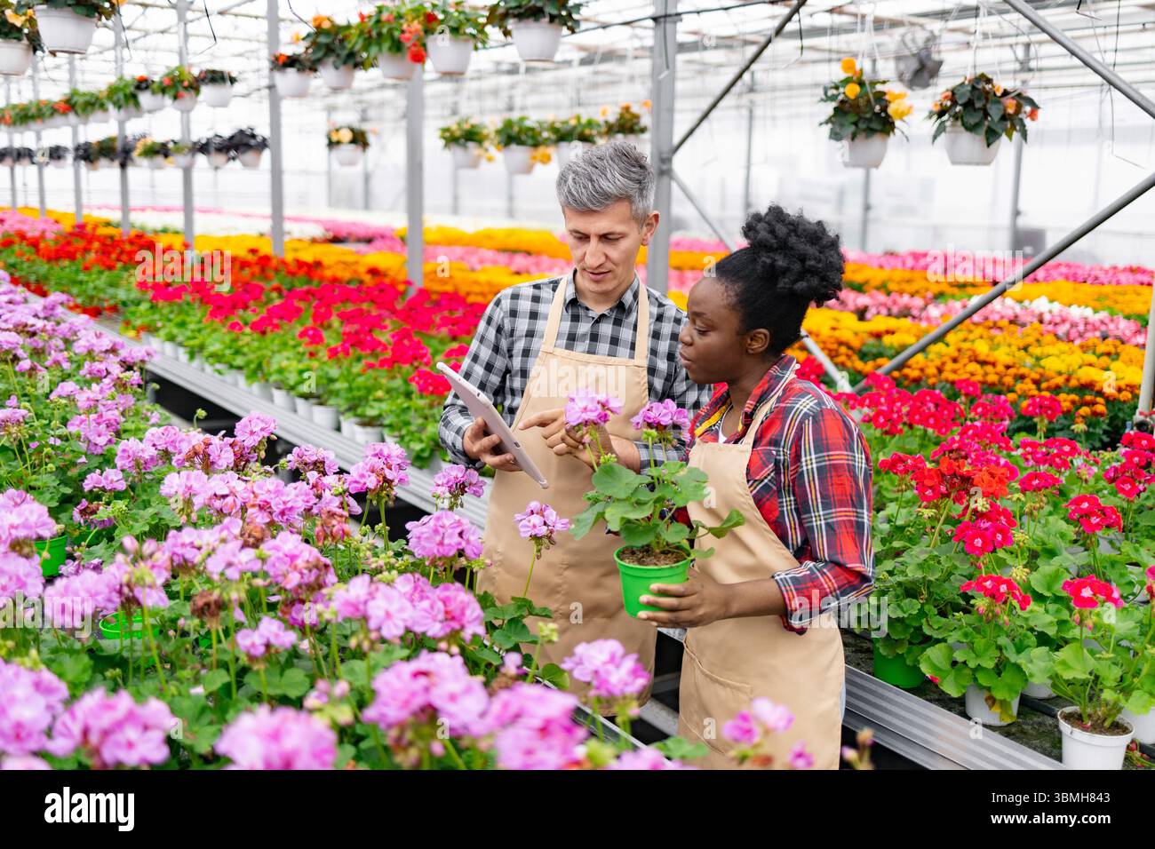 African american woman inspecting plants hi-res stock photography and ...