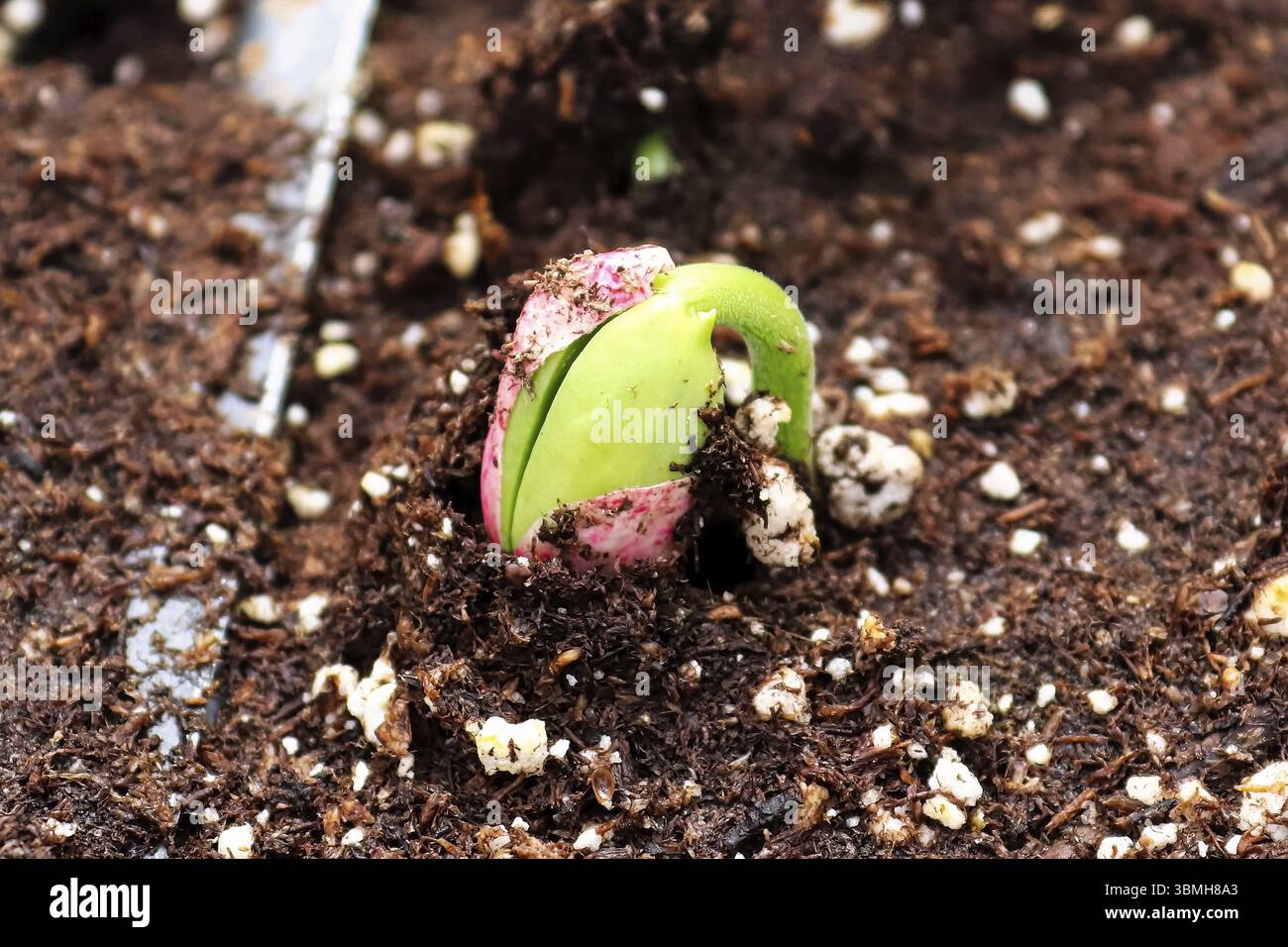 Cracking a seed hi-res stock photography and images - Alamy