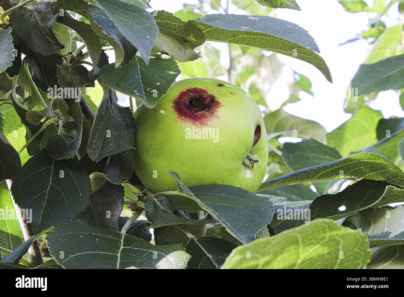 A hole in a apple caused by a codling moth Stock Photo - Alamy