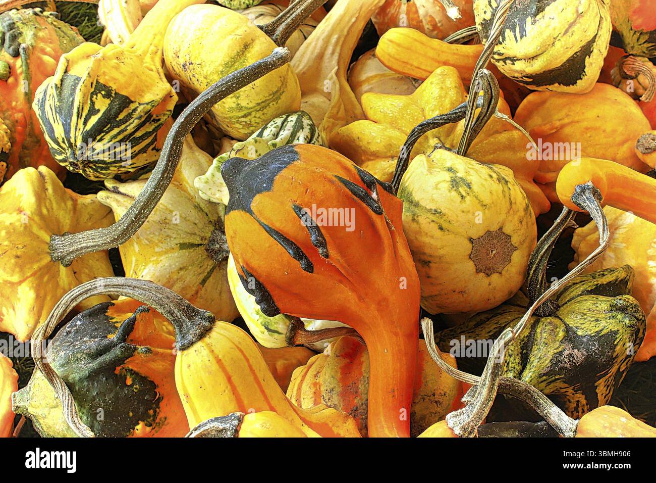 A pile of autumn gourds in various shapes and sizes Stock Photo - Alamy
