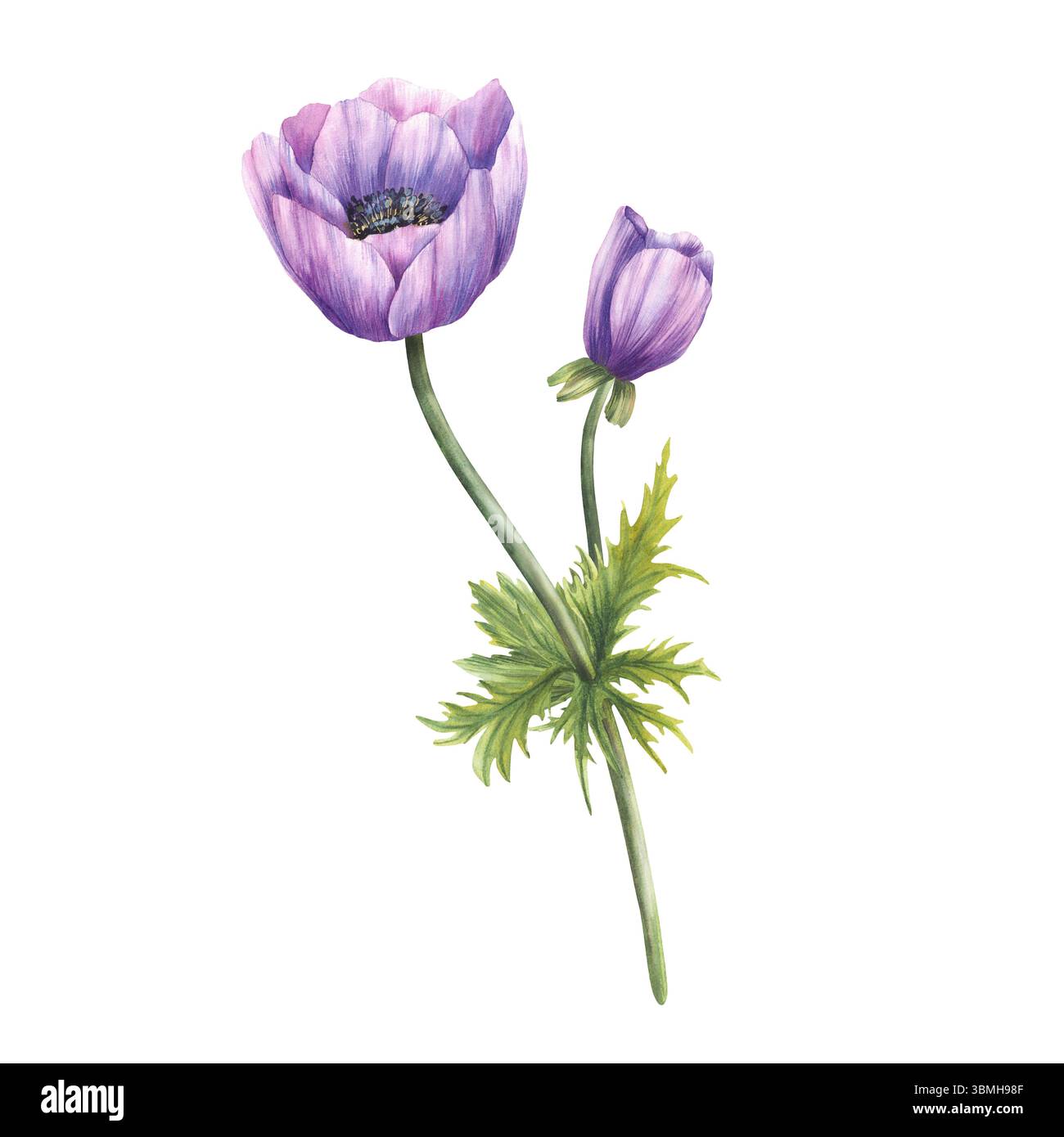 Purple anemone flower with lilac realistic bud, stem and leaves. Floral ...