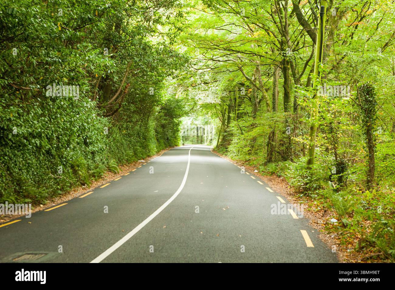 Flat illustration showing winding asphalt road with white center line ...