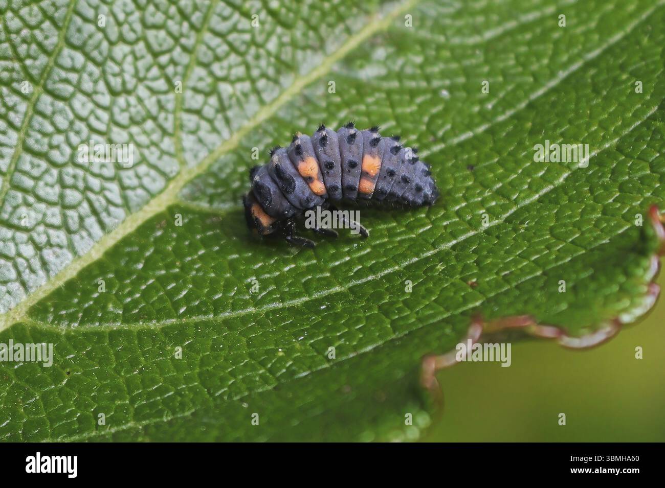 Closeup of a ladybug larvae on a green leaf Stock Photo - Alamy