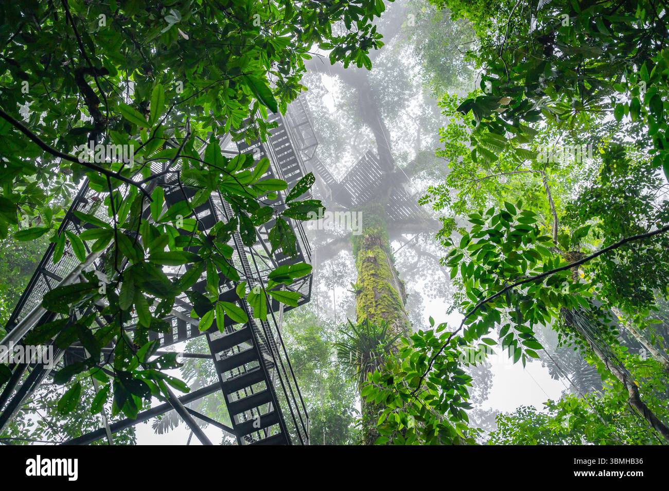 Observation Tower in Amazon Rainforest of Ecuador Stock Photo - Alamy