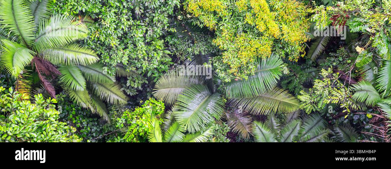 Amazon Rainforest Ecuador from Above. Yasuni National Park Stock Photo ...